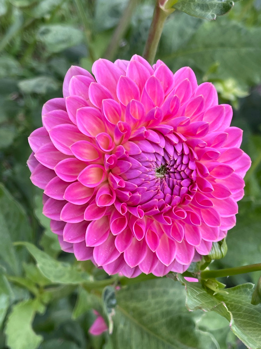 Pink Suffusion – Southern Highlands Flower Farm