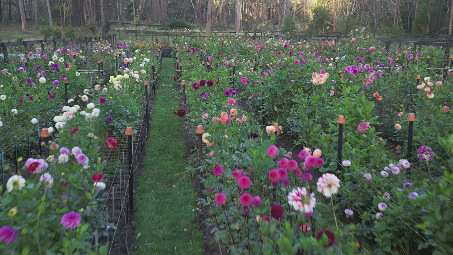 Southern Highlands Flower Farm