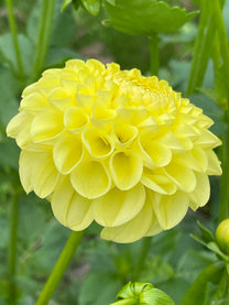 Ryecroft Wizard – Southern Highlands Flower Farm