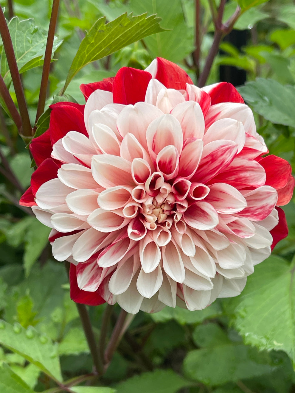 Roshini – Southern Highlands Flower Farm