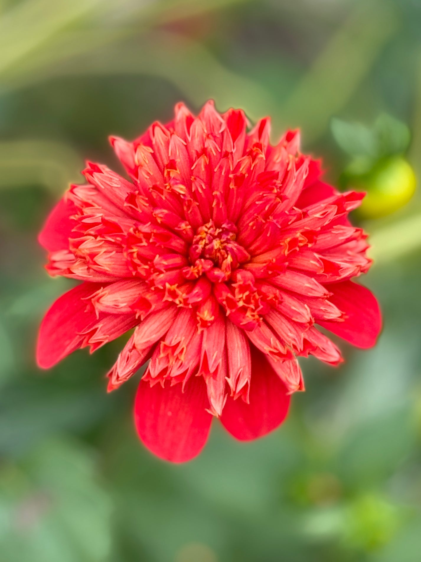 Russett – Southern Highlands Flower Farm