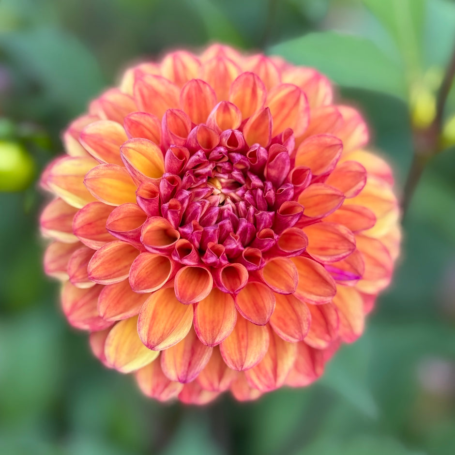 Dahlia Tubers – Page 19 – Southern Highlands Flower Farm