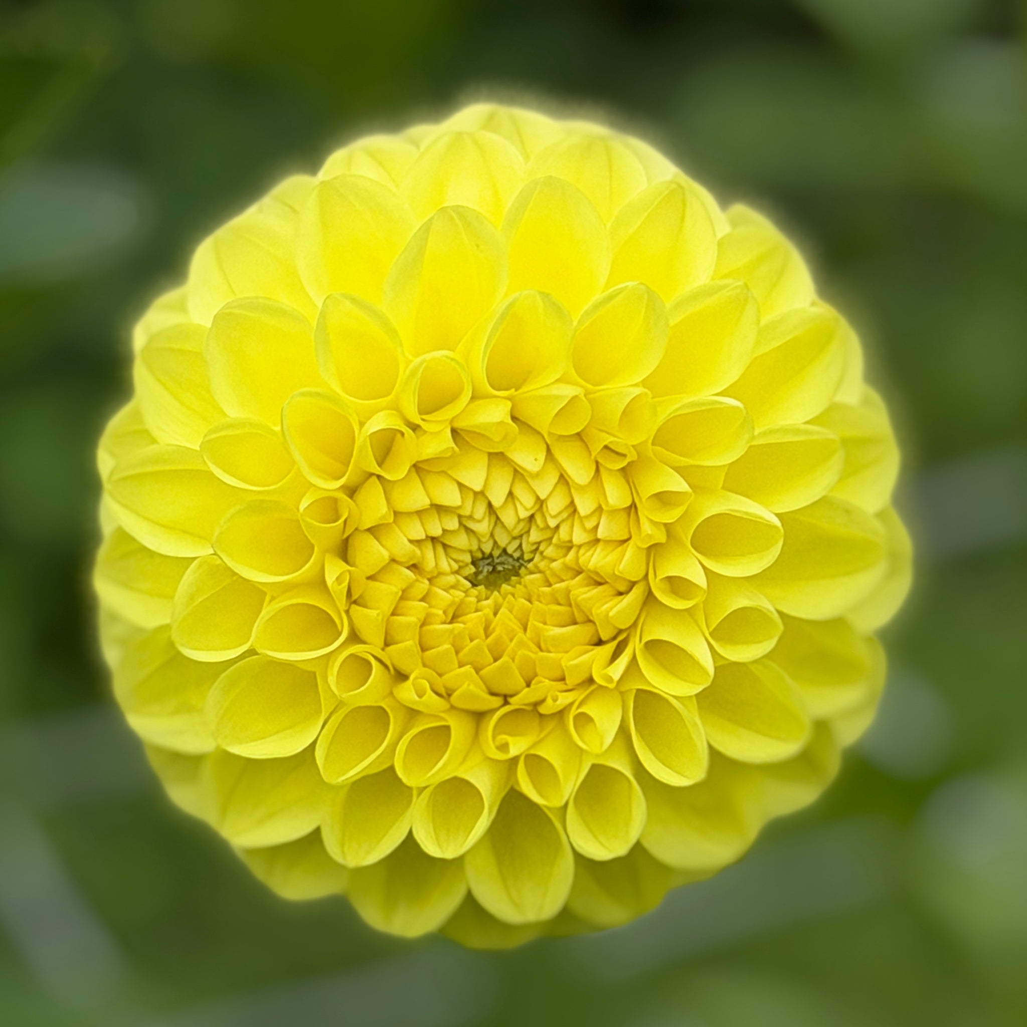 Ryecroft Wizard – Southern Highlands Flower Farm