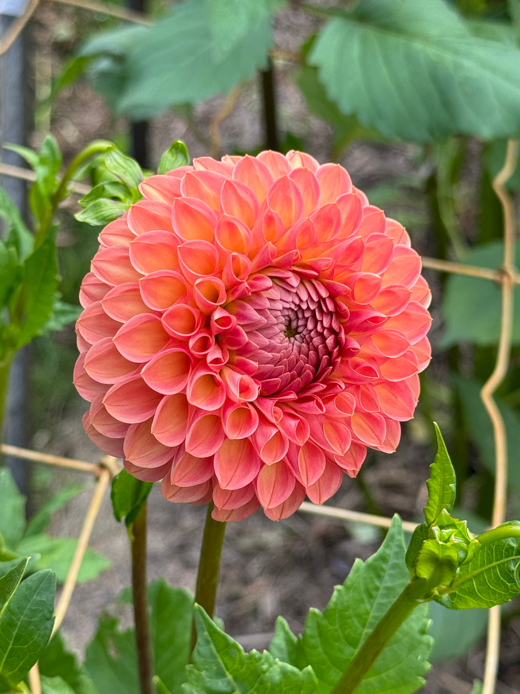 Dahlias - Ball – Page 2 – Southern Highlands Flower Farm