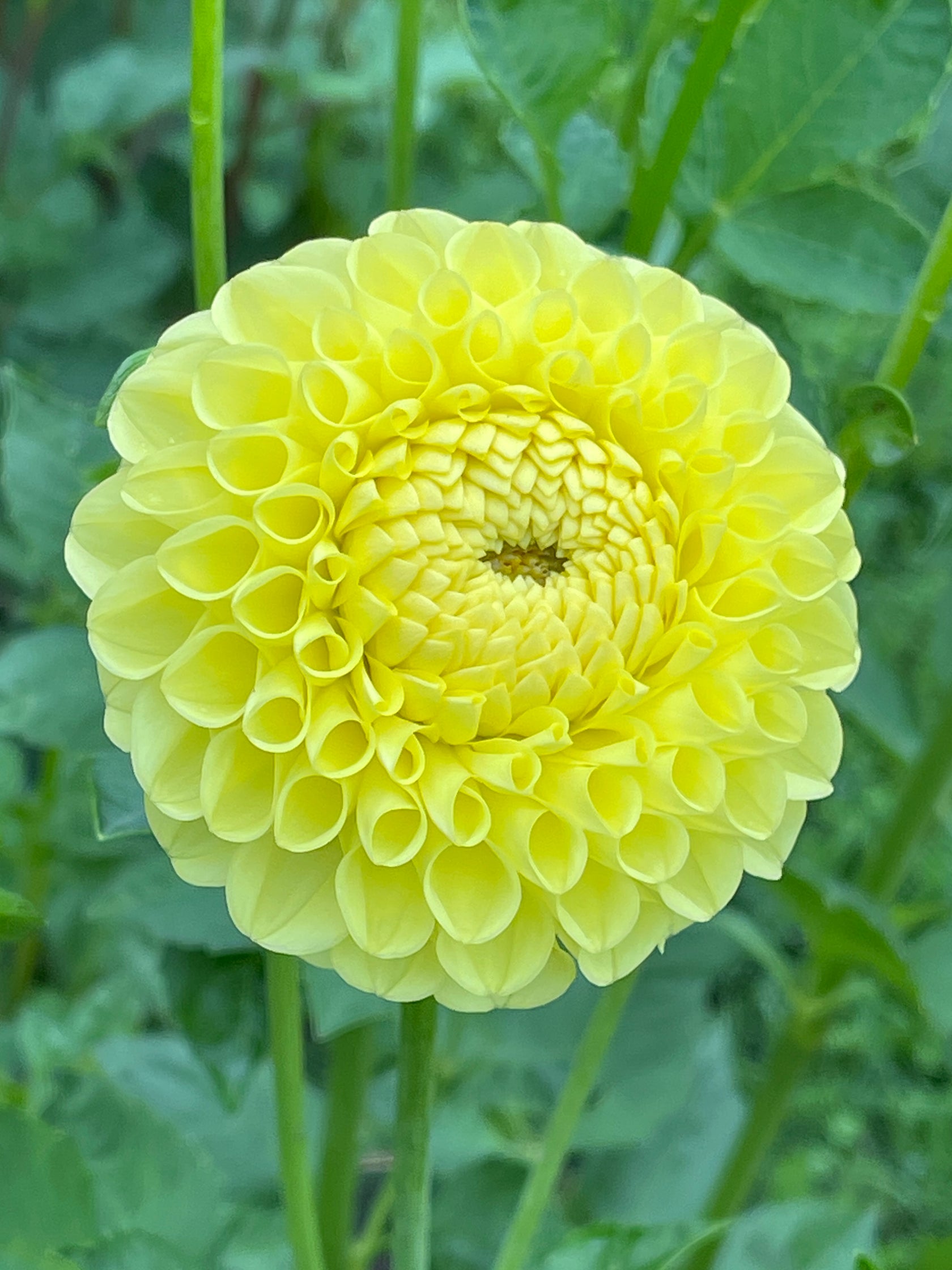 Ryecroft Wizard – Southern Highlands Flower Farm
