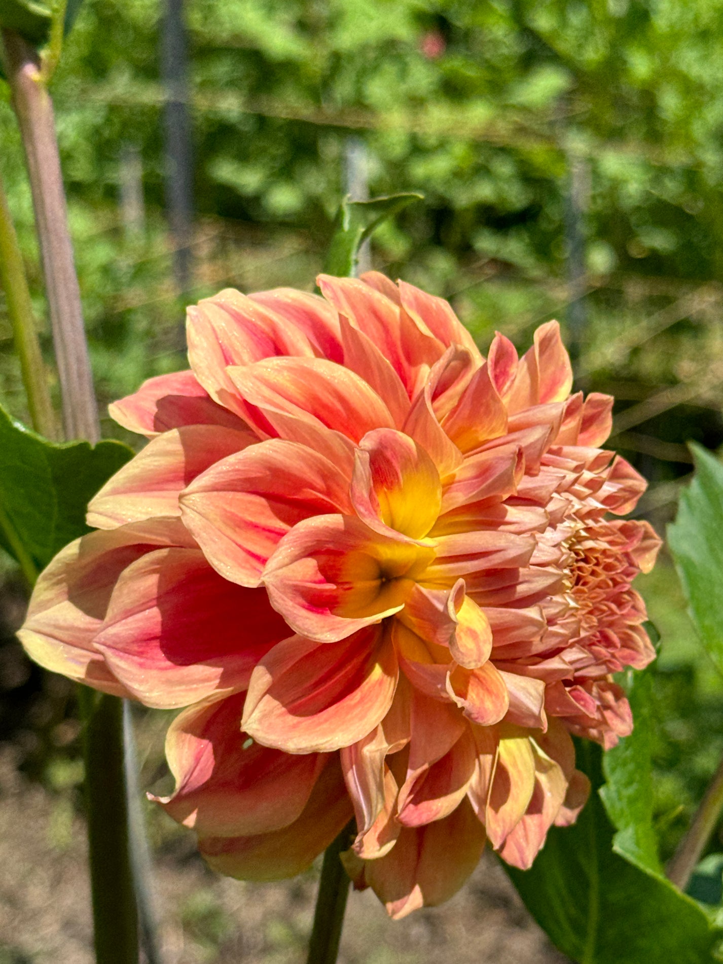 Samantha Louise – Southern Highlands Flower Farm