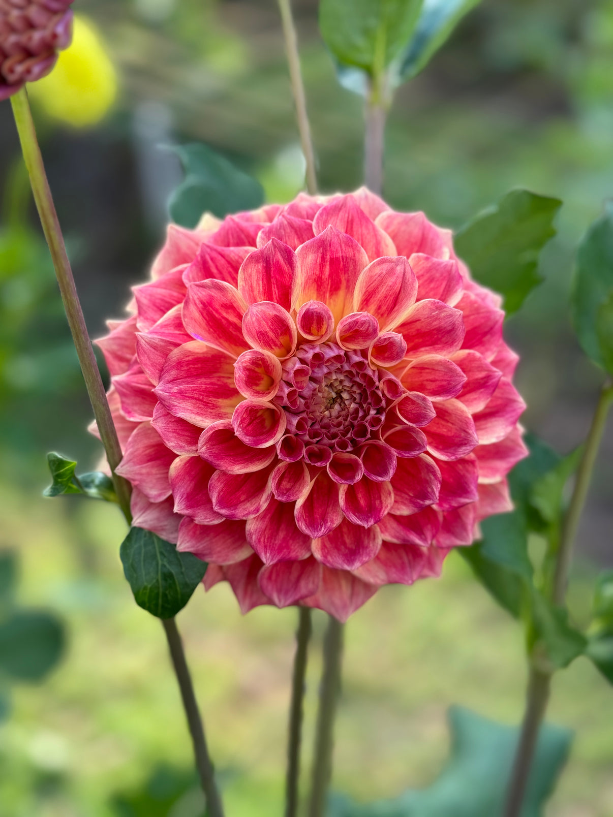 Samantha Louise – Southern Highlands Flower Farm