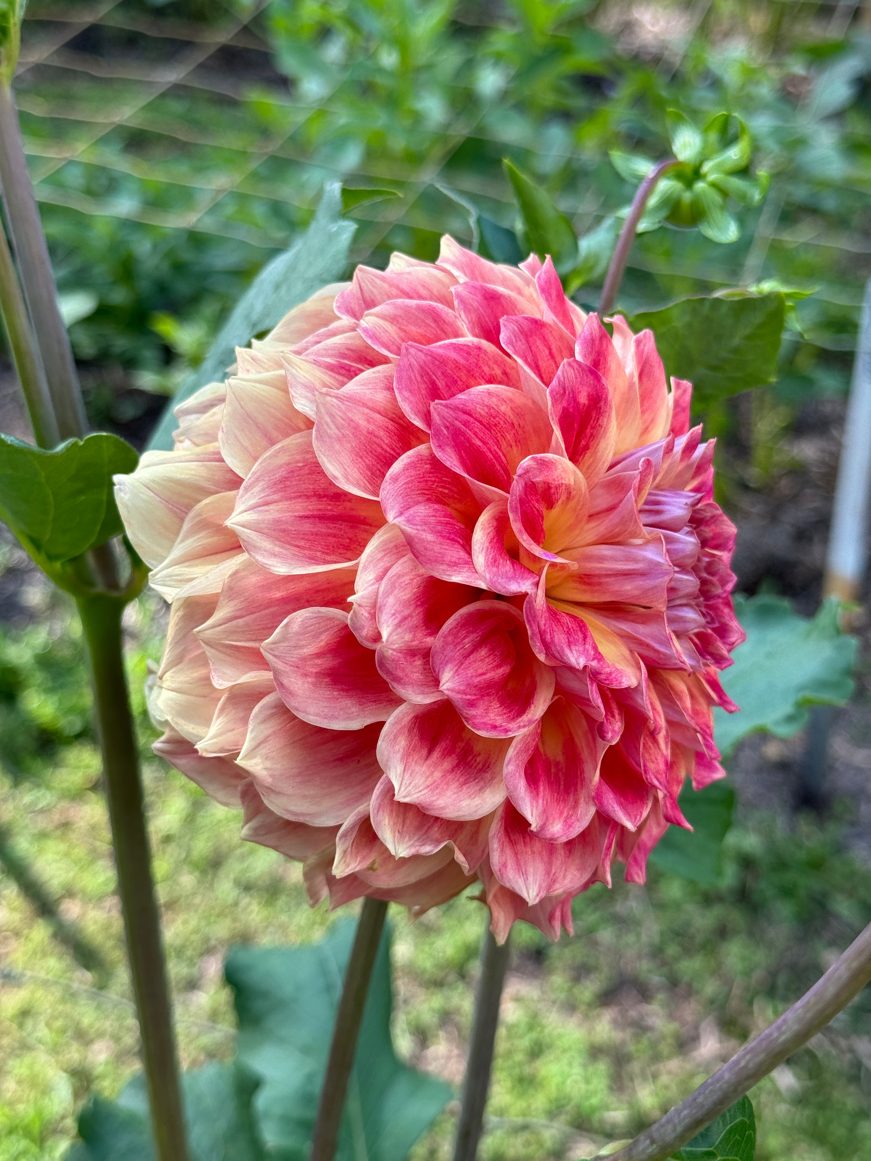 Samantha Louise – Southern Highlands Flower Farm