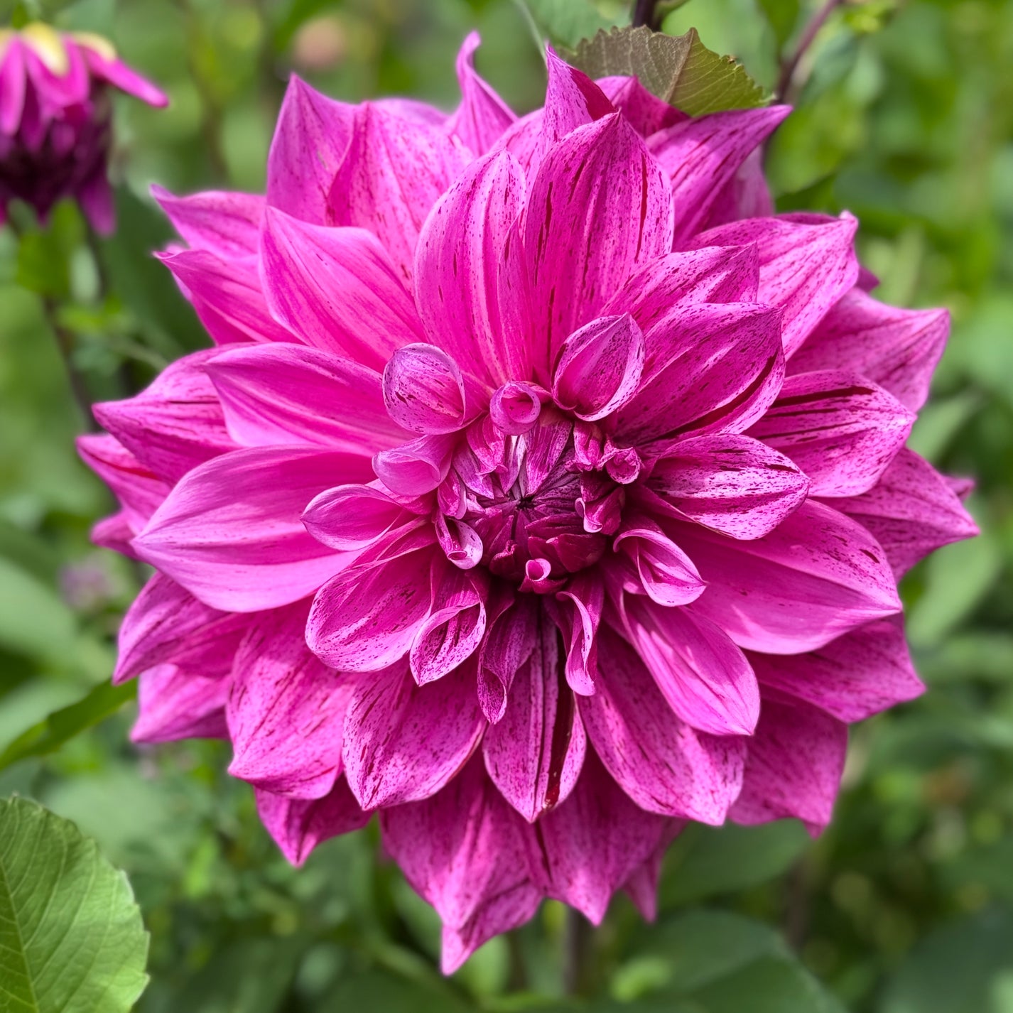 Samoan Prince (N/A) – Southern Highlands Flower Farm