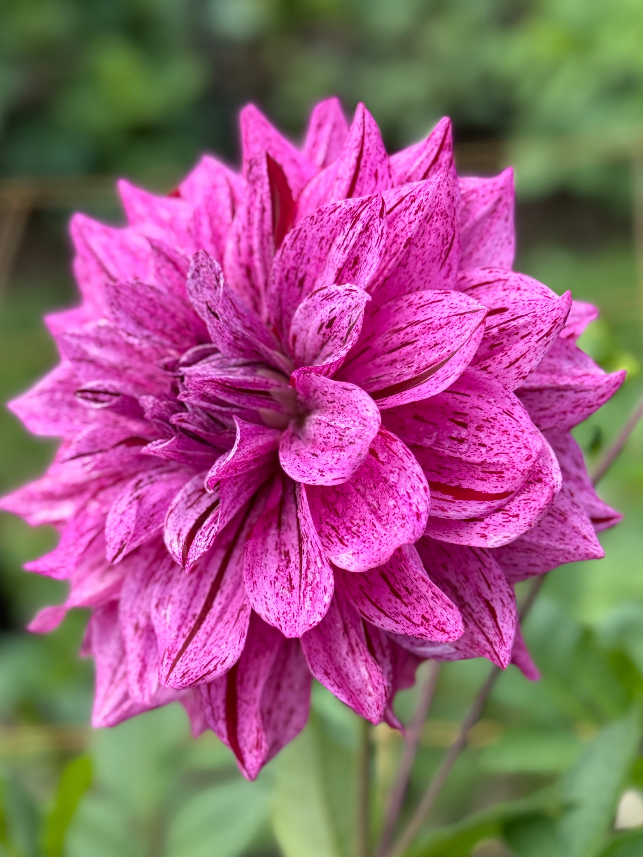 Samoan Prince – Southern Highlands Flower Farm