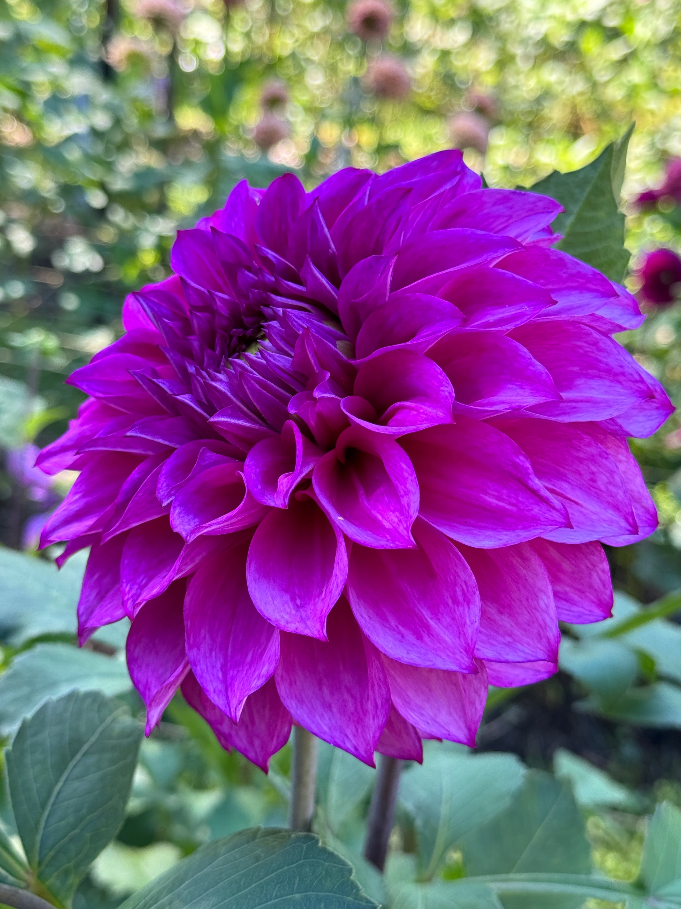 Scarborough Ace – Southern Highlands Flower Farm