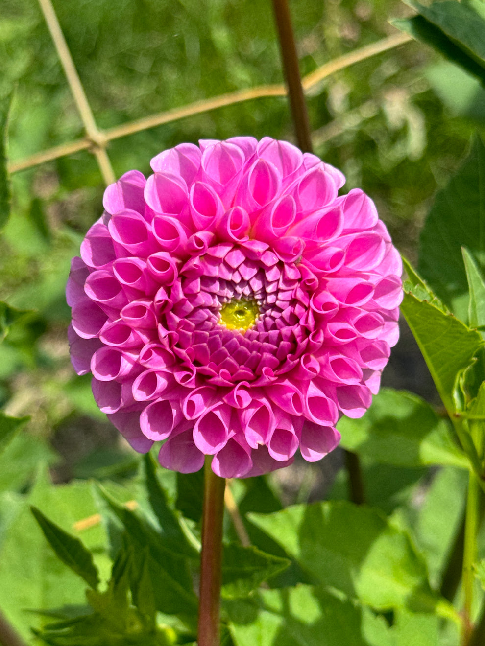 Sir Richard – Southern Highlands Flower Farm