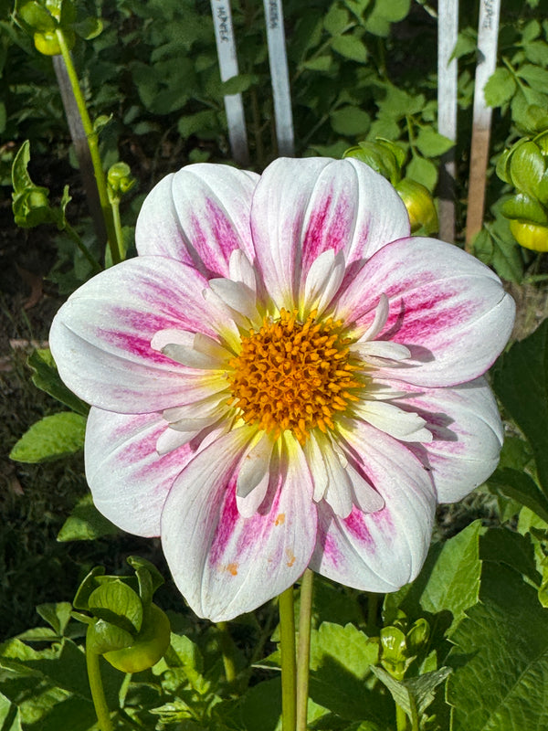 Summit – Southern Highlands Flower Farm