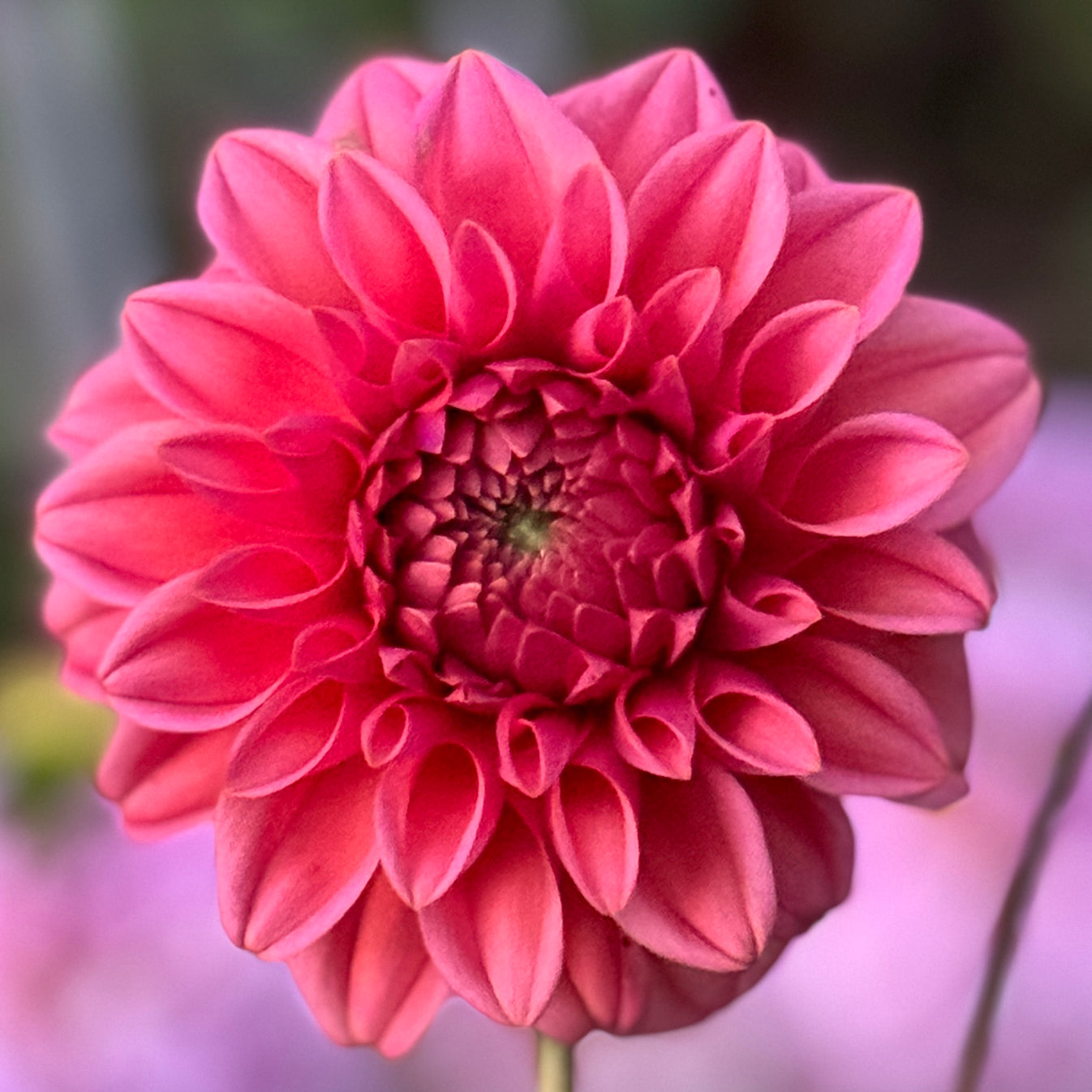 Sylvia Craig Hunter – Southern Highlands Flower Farm