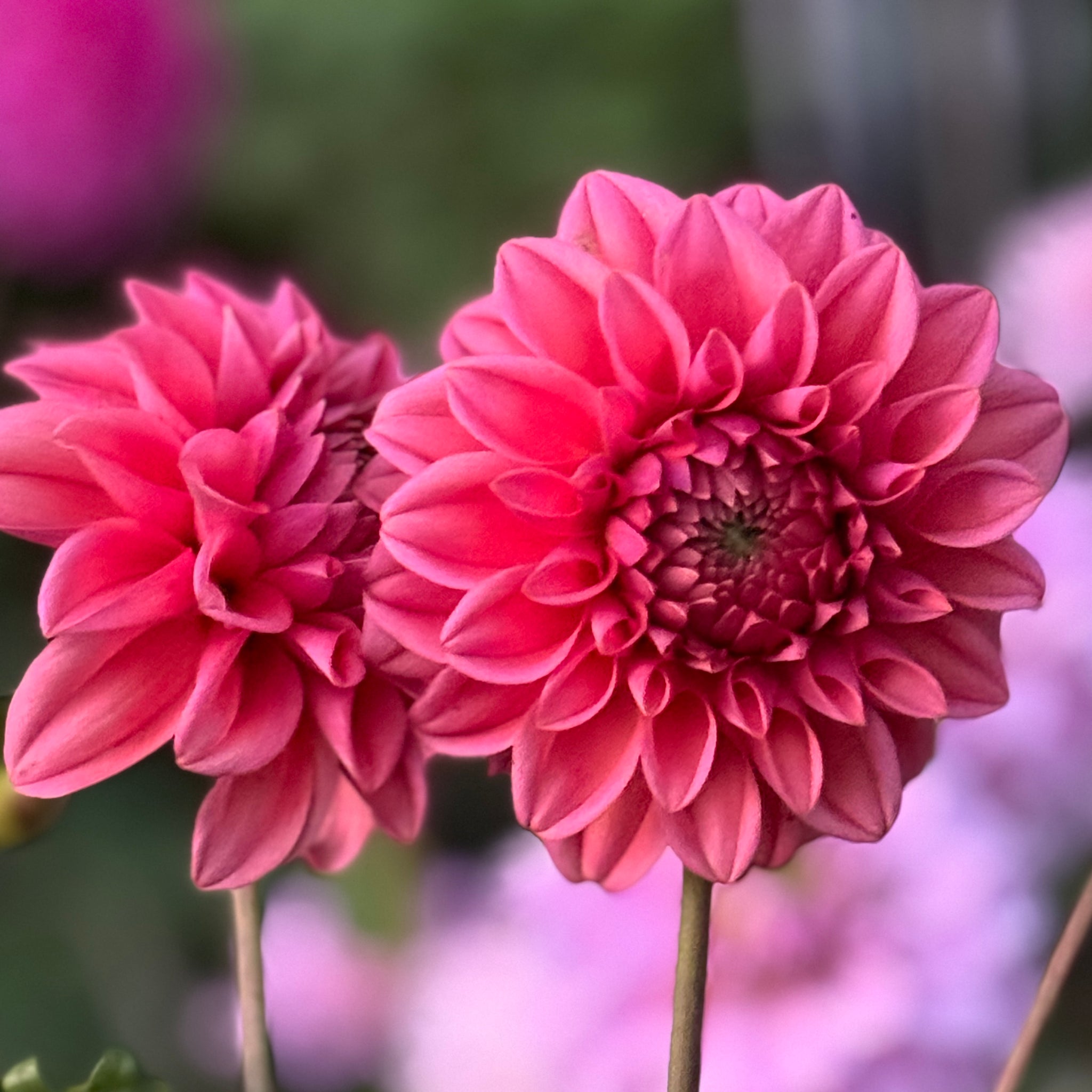 Sylvia Craig Hunter – Southern Highlands Flower Farm