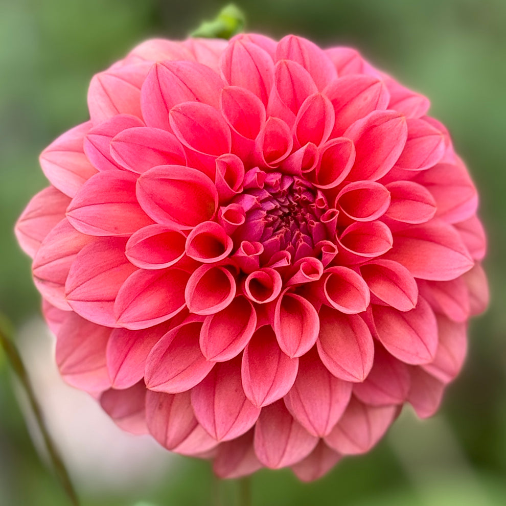 Sylvia Craig Hunter – Southern Highlands Flower Farm