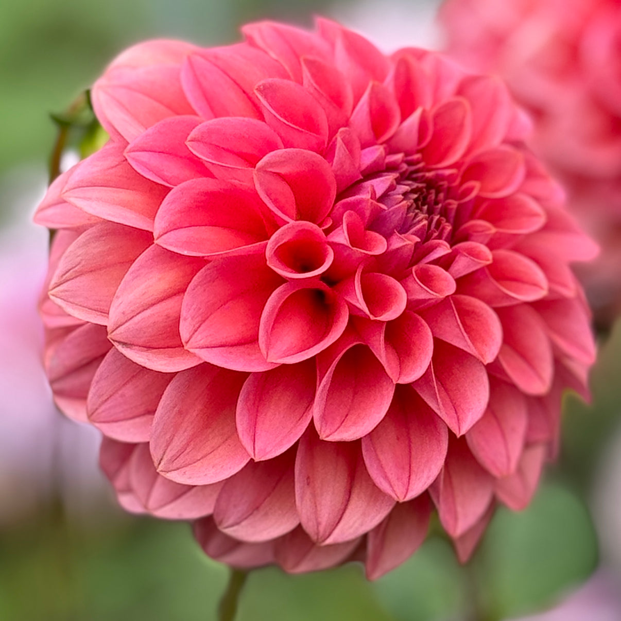 Sylvia Craig Hunter – Southern Highlands Flower Farm