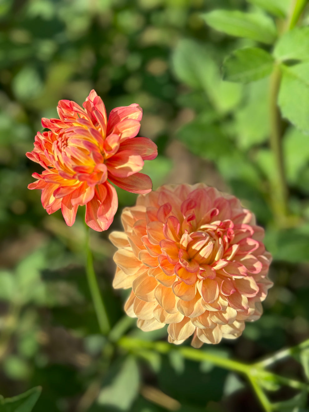 Tequila Sunrise – Southern Highlands Flower Farm