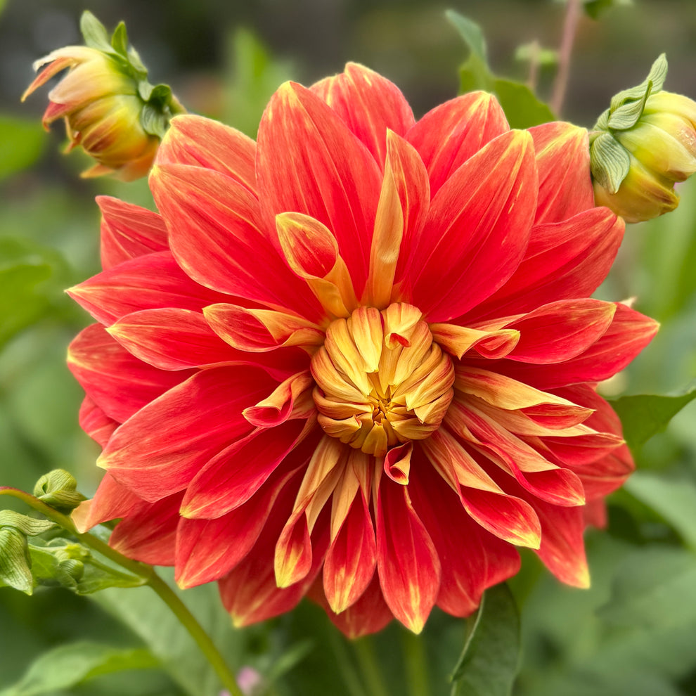 Trev's Treasure – Southern Highlands Flower Farm