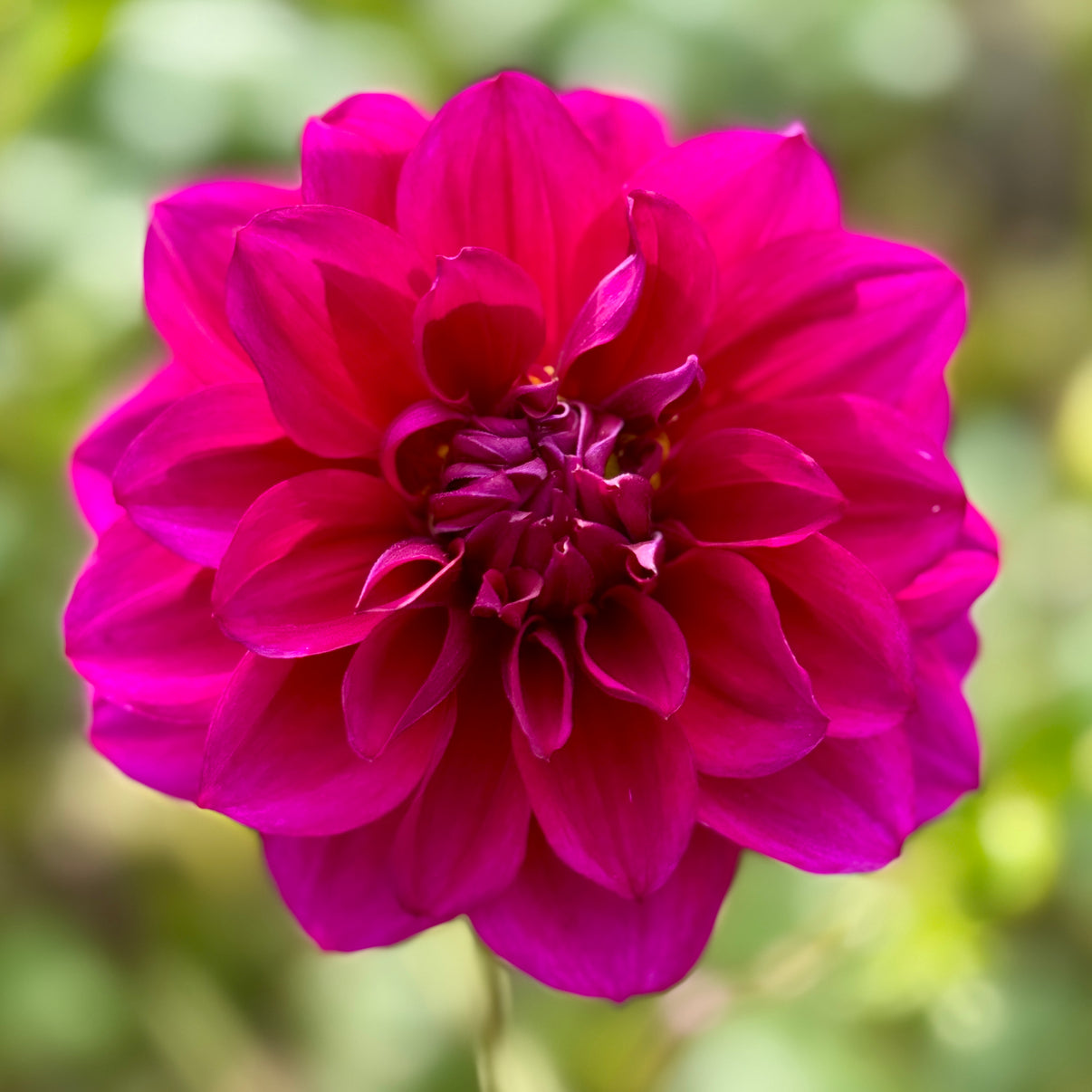 Venus – Southern Highlands Flower Farm