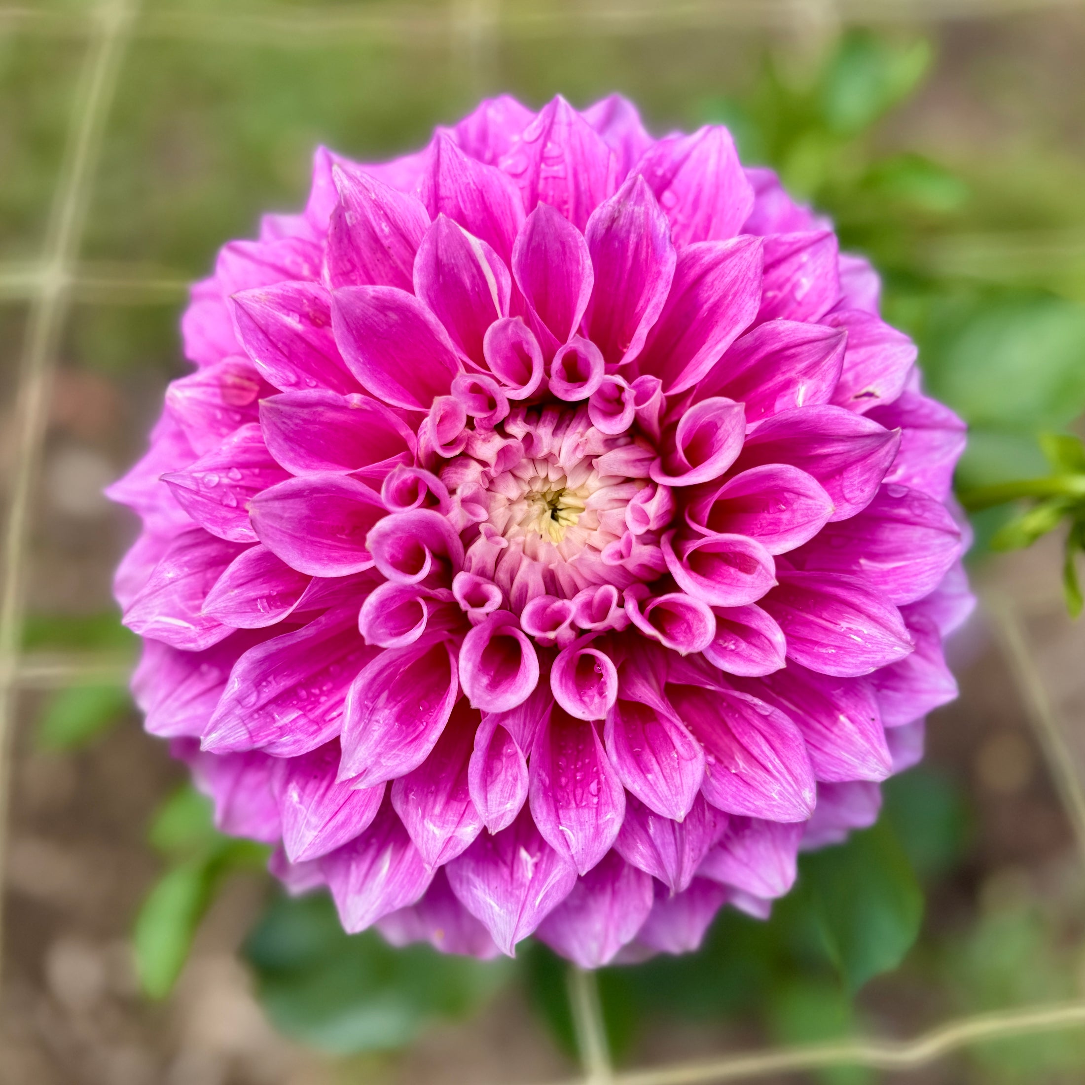 Vera's Elma – Southern Highlands Flower Farm