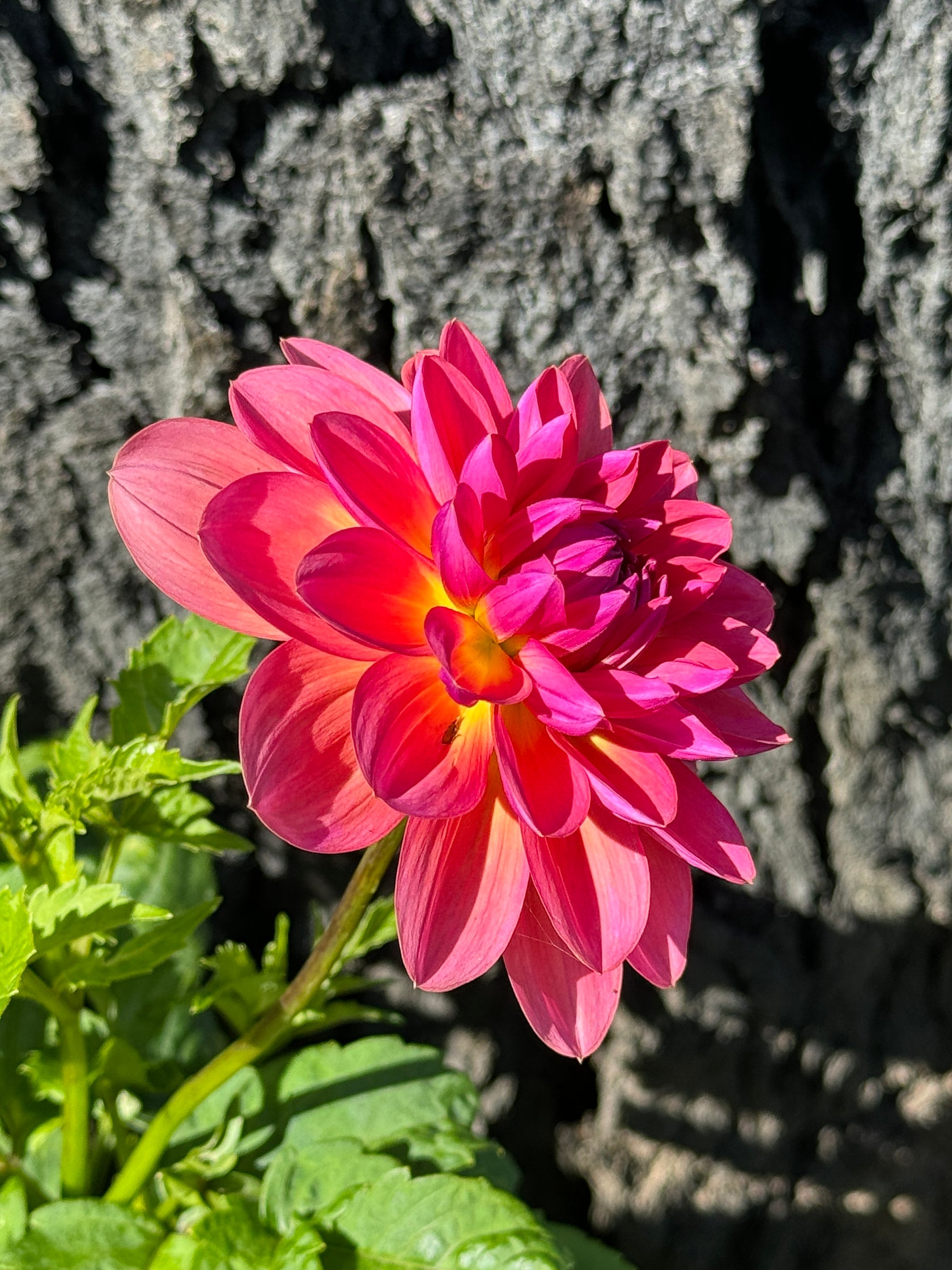 Wildwood Marie – Southern Highlands Flower Farm