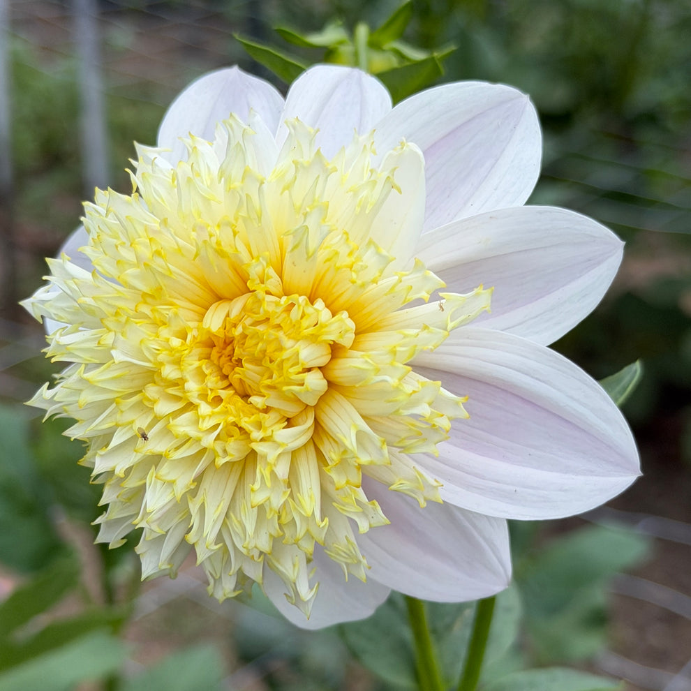 Winchel – Southern Highlands Flower Farm