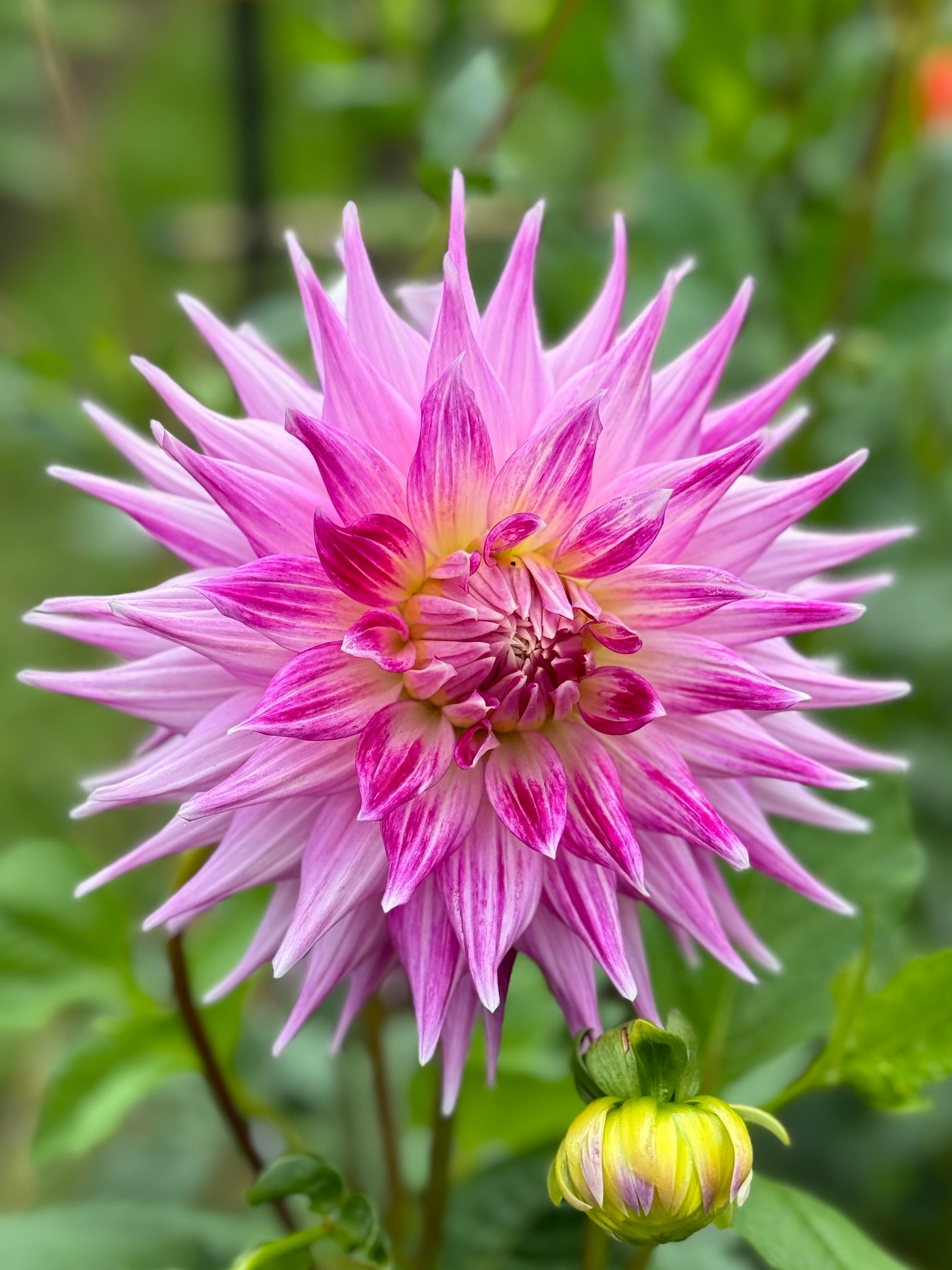 Winkie Carnival – Southern Highlands Flower Farm