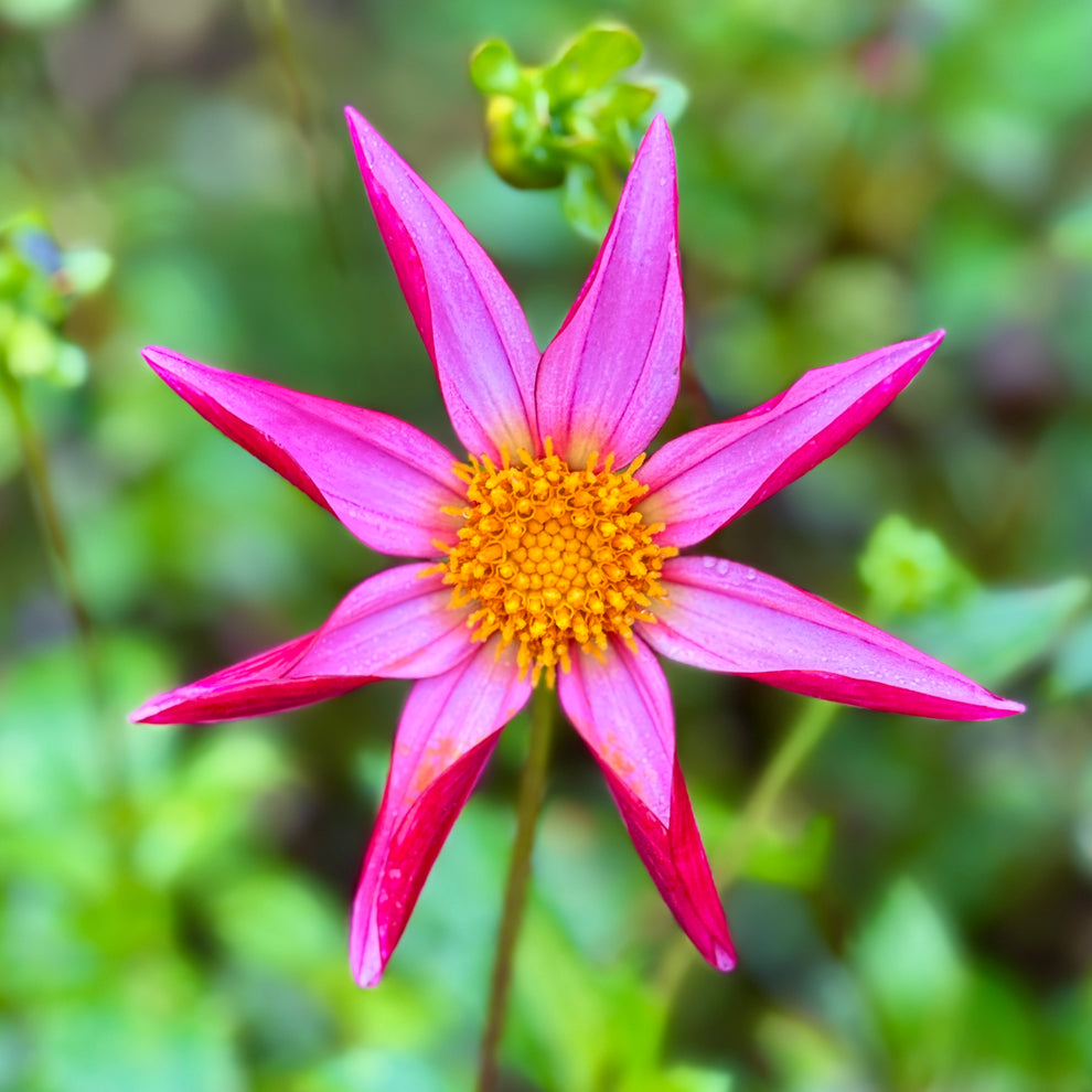 Winkie Cupid – Southern Highlands Flower Farm