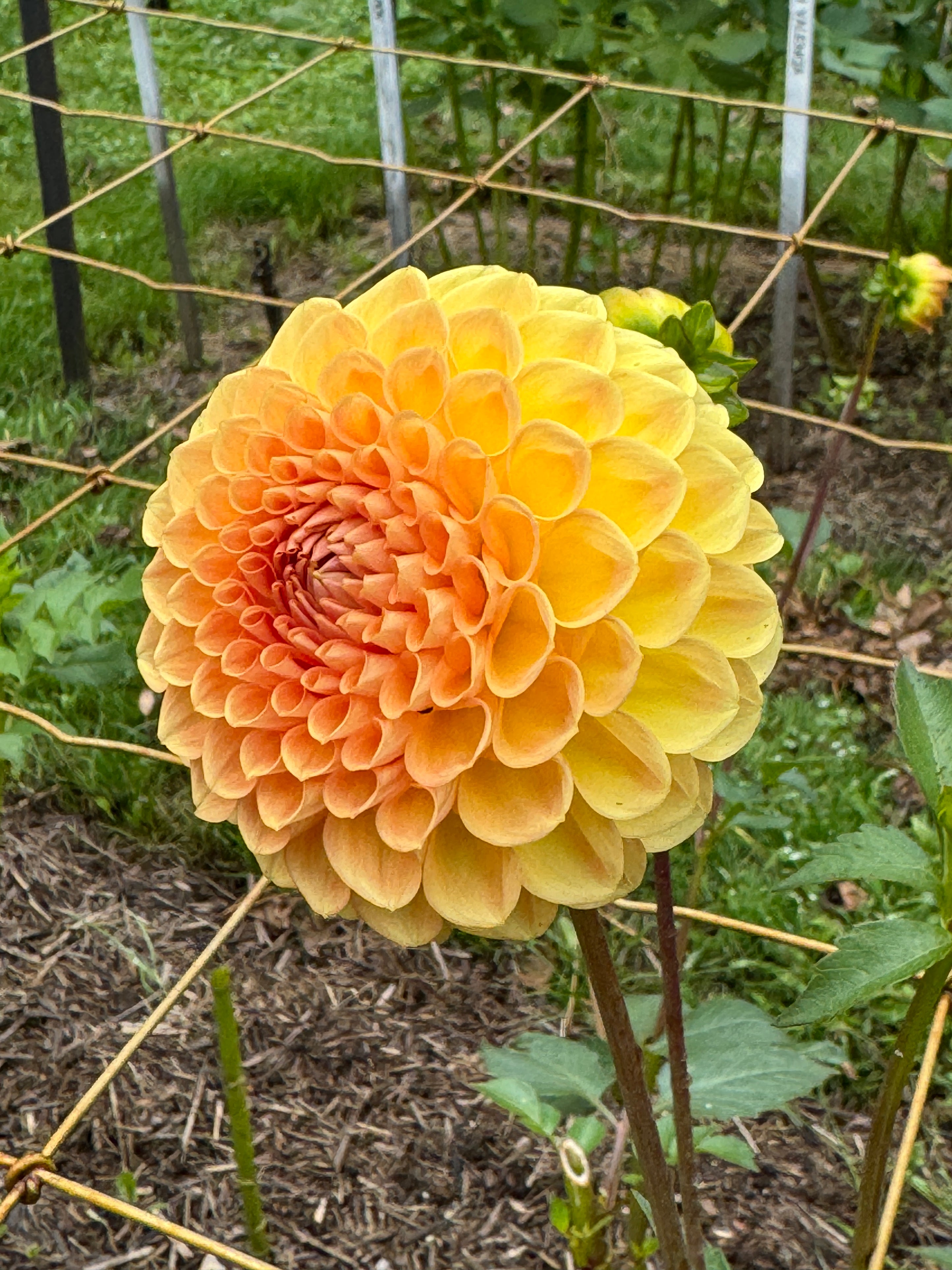 Winkie Nugget – Southern Highlands Flower Farm