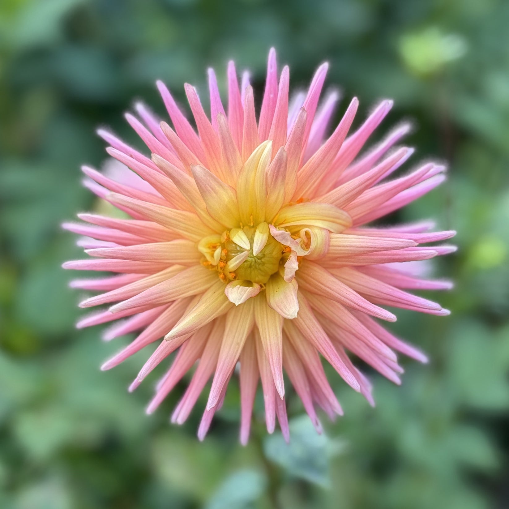 Winkie Ophelia – Southern Highlands Flower Farm