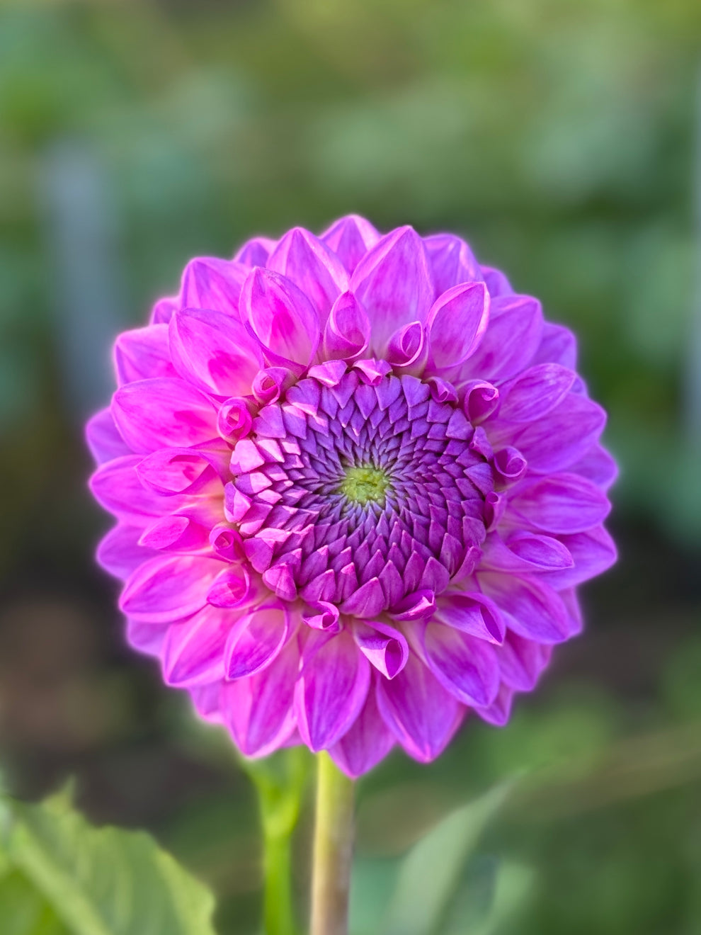 Winkie Pat – Southern Highlands Flower Farm