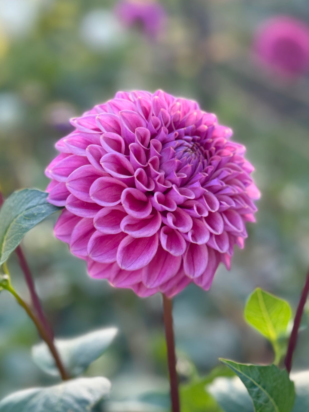 Winkie Truffle – Southern Highlands Flower Farm