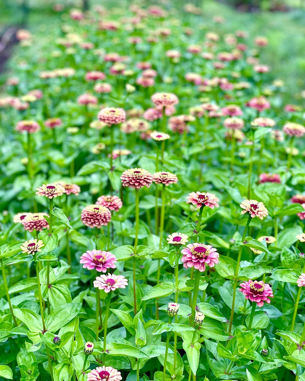 Zinnia 'Queeny Lime Red' - SEEDLING – Southern Highlands Flower Farm